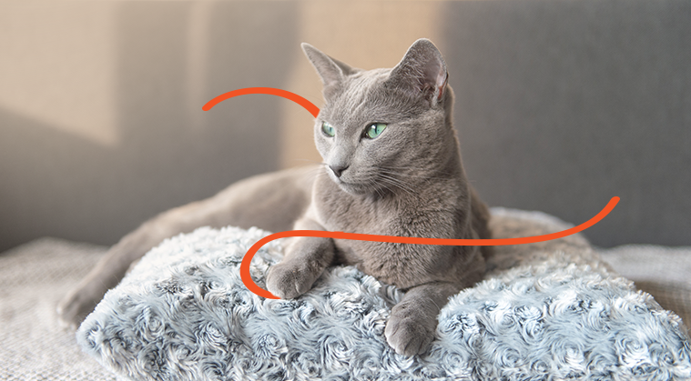 Información, accesorios y moda para expresar el amor por nuestras mascotas.