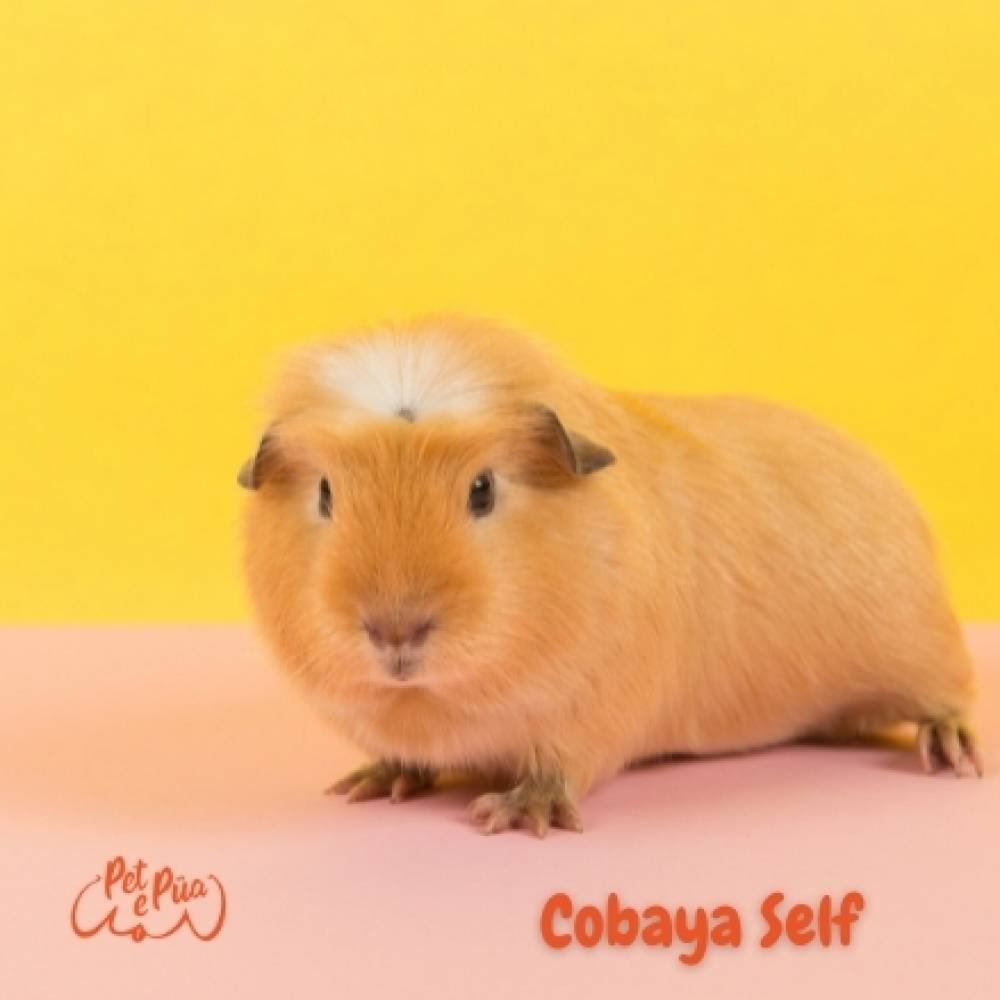 🐹 Cobayas como Mascota: Cuidados y datos sobre los Cobayos