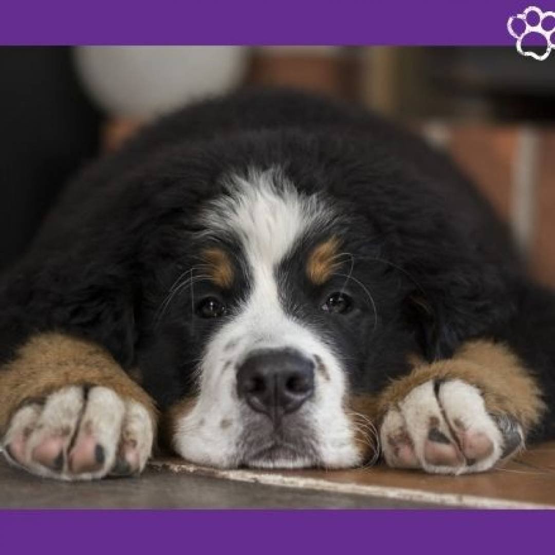 Colores y patrones de pelaje de los perros: guía completa FOTOS