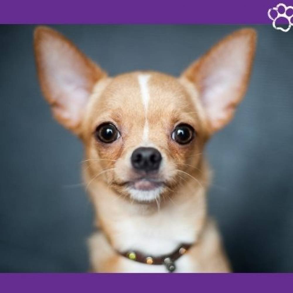 Chihuahua. Guía Canina del PERRO Chihuahueño 🐾 🌎 🥰