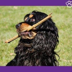 American Cocker Spaniel: Todo sobre el Cocker Spaniel Americano