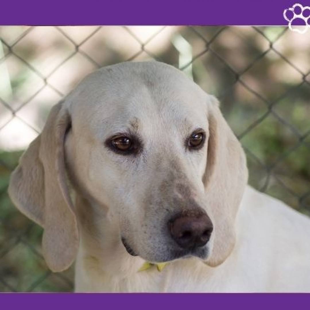 🐕 Perros sabuesos. Razas de SABUESOS según su tamaño