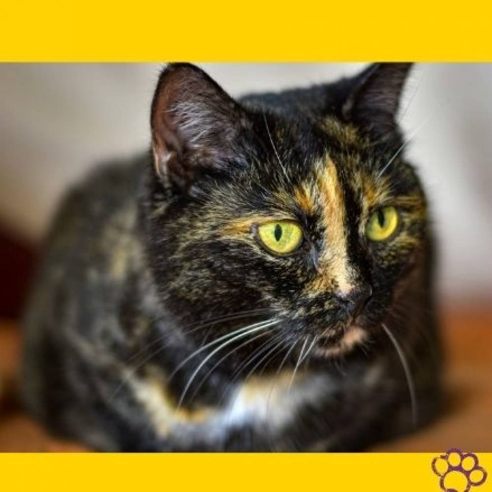 🧭 Gatos en Petepua-¡Todo x mascotas y petlovers!🐾 🐱