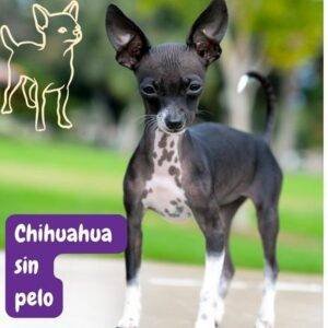 Perros sin pelo: Lista de las razas de perros sin pelo, origen y más