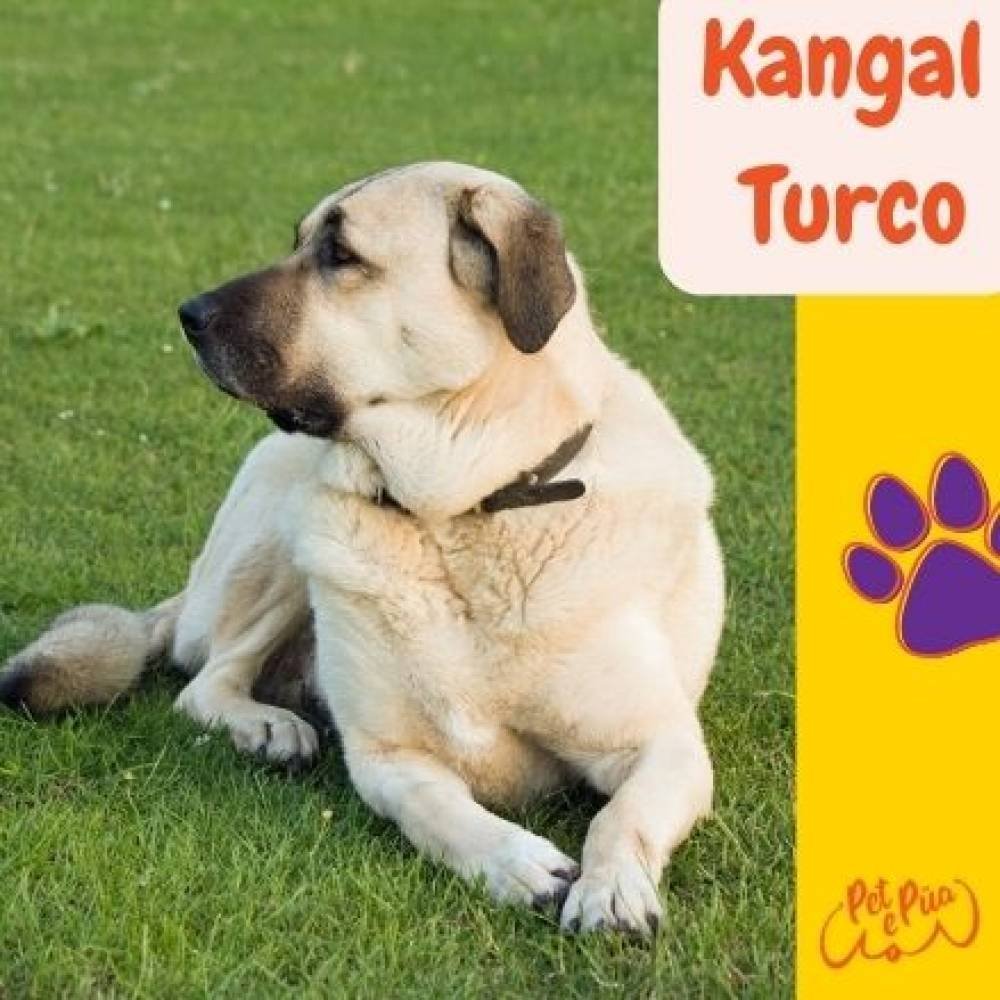 Razas de perros según la FCI. Federación Cinológica Internacional