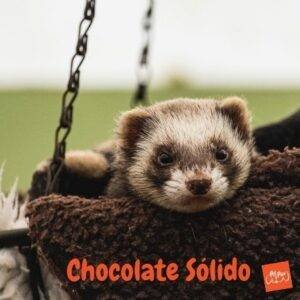 🎨Colores de los hurones: Ferret color ¡Todo x mascotas y petlovers! 🐾