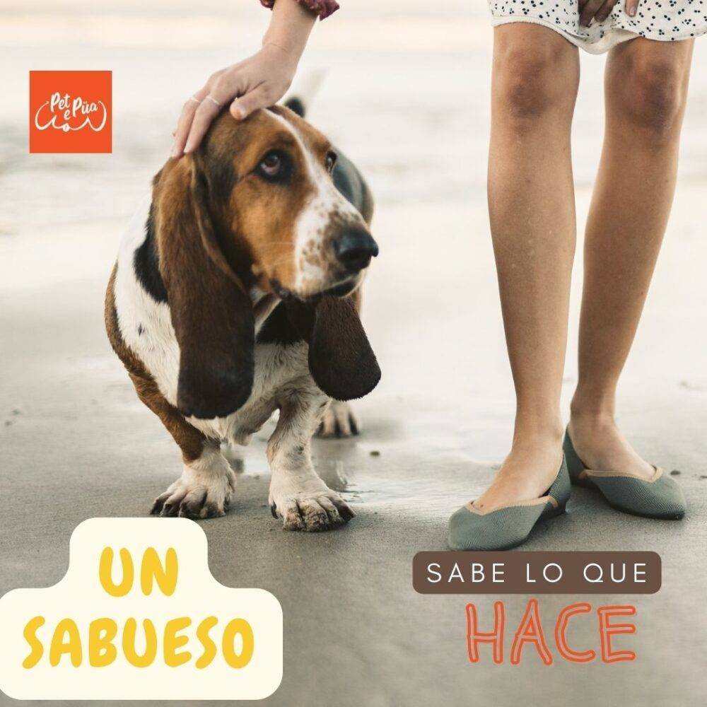🐕 Perros sabuesos. Razas de SABUESOS según su tamaño