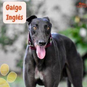 Scottish Deerhound: Descubre al majestuoso perro Lebrel Escocés