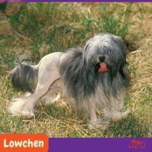 Keeshond: Características y cuidados del Dutch Barge Dog