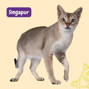 Gato Europeo: Cuidados como mascota Conoce al gato romano🐈