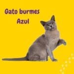 Gato Burmés: Guía felina del Burmese Cat para petlovers