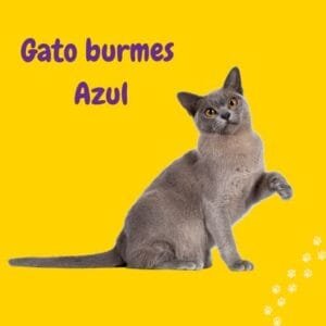 Gato Burmés: Guía felina del Burmese Cat para petlovers